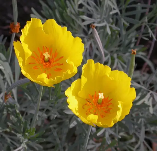 How to Plant and Grow Mexican tulip poppy(Hunnemannia fumariifolia)
