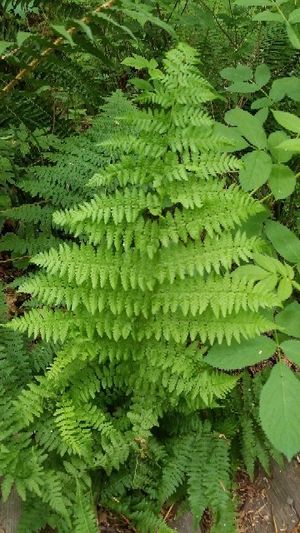 How to Grow and Care for Brittle bladder-fern