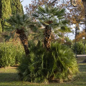 How to Prune European fan palm