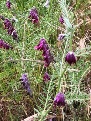 How to Grow and Care for Purple vetch