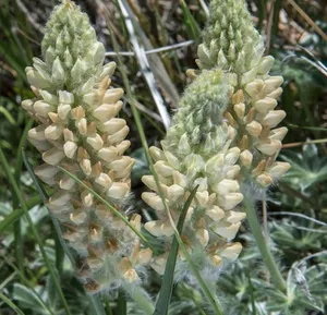 How to Propagate Anthony peak lupine