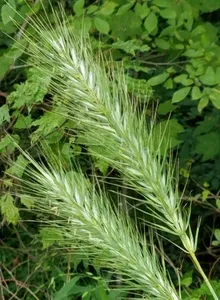 How to Propagate Virginia wild rye