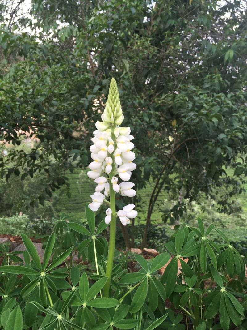 Discover the Profound Benefits of White lupine: A Comprehensive Guide