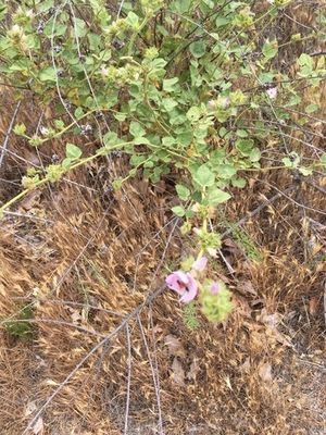 Yellow-stem bush-mallow (Malacothamnus densiflorus) - PictureThis