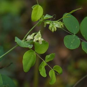 How to Grow and Care for Cream pea