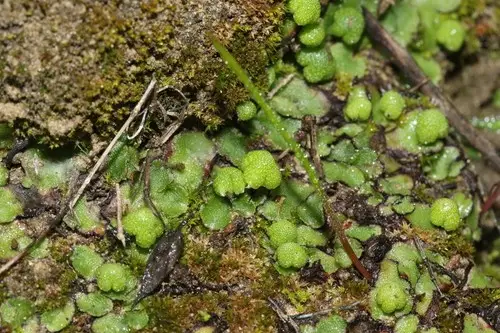 Asterella bolanderi Flower, Leaf, Care, Uses - PictureThis