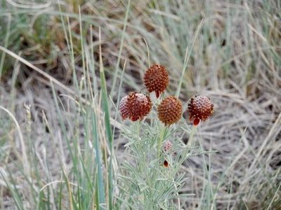 Ratibida tagetes - PictureThis