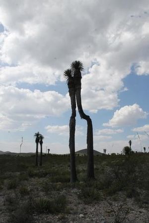 Palma china (Yucca decipiens) - PictureThis