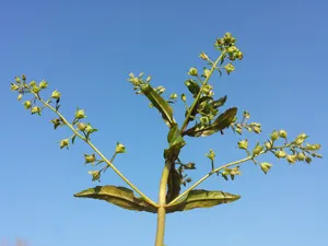 How to Prune Pink water speedwell
