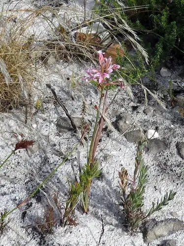 Undulate reedpipe (Tritoniopsis dodii) Flower, Leaf, Care, Uses ...