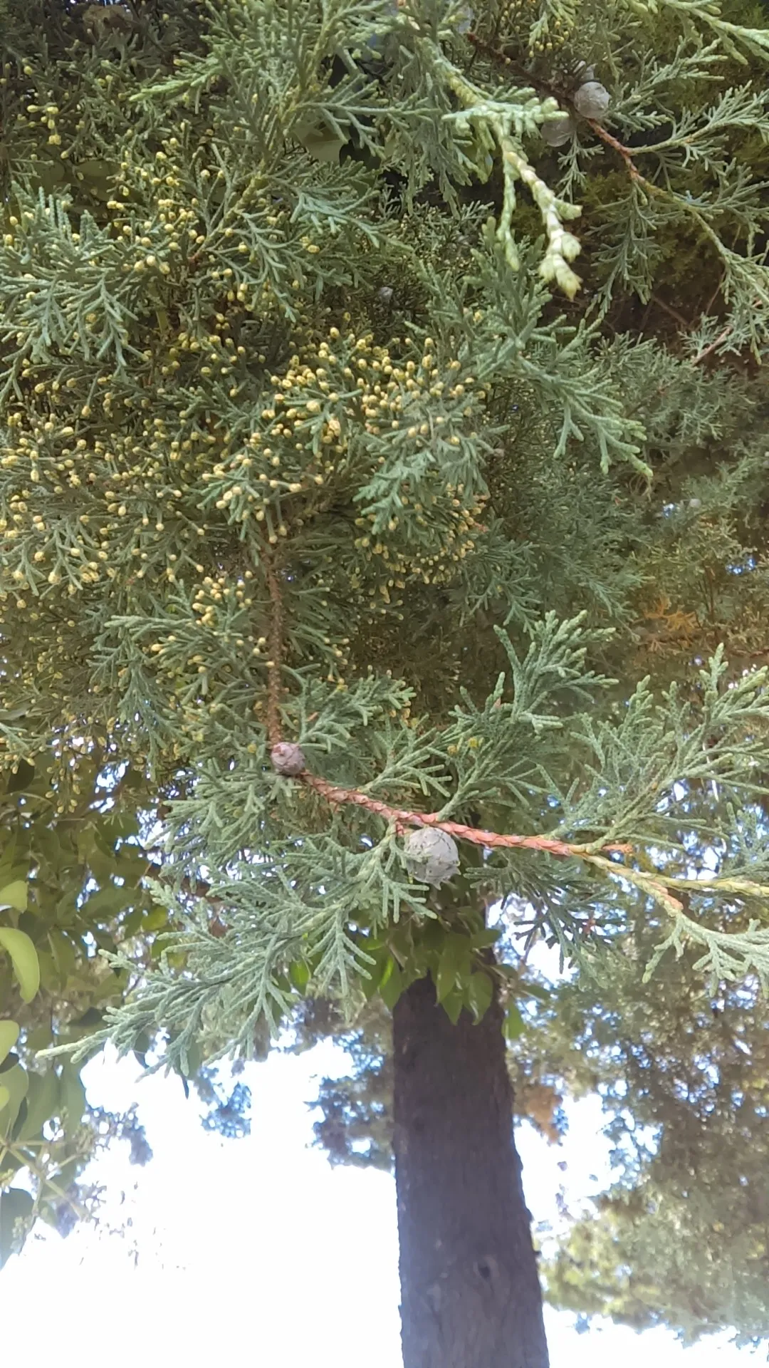 Identificar árbol De Cedro De Hoja Perenne