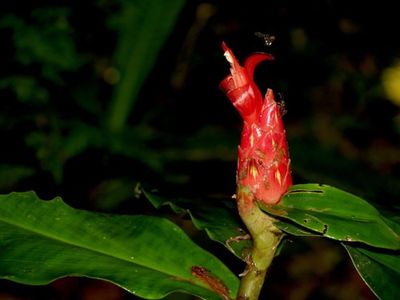 Caña de indio (Costus pulverulentus) - PictureThis