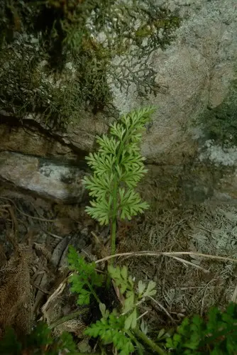 Asplenium richardii - PictureThis