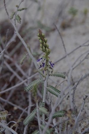 How to Grow and Care for Maritime marina