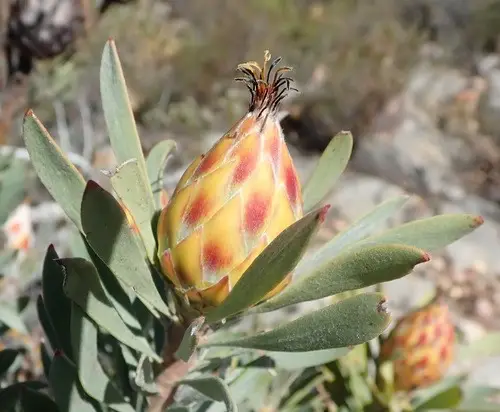 Leucadendron rubrum - PictureThis