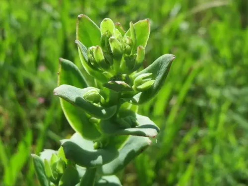 How to Plant and Grow Orpine(Hylotelephium telephium)