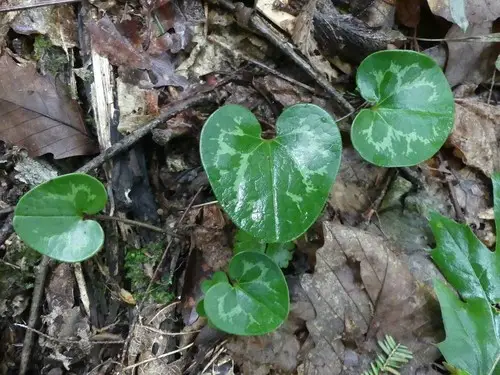 Little heartleaf (Hexastylis minor) Flower, Leaf, Care, Uses - PictureThis