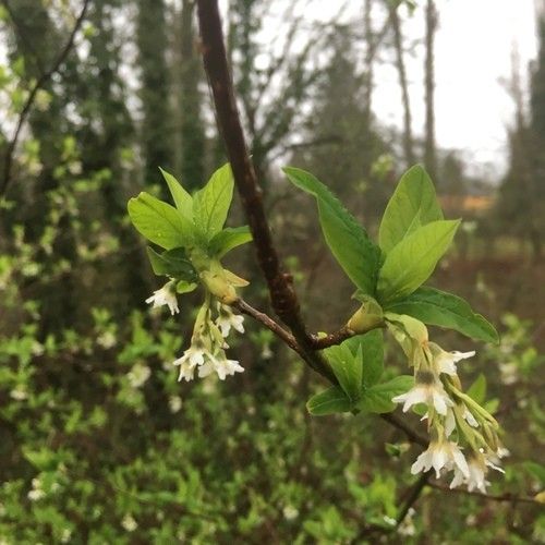 Is Indian plum Poisonous