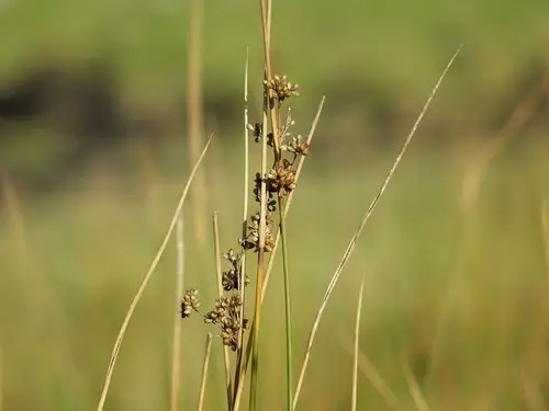 Juncus edgariae - PictureThis