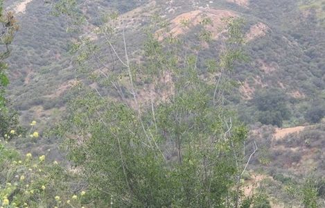 How to Grow and Care for California ash