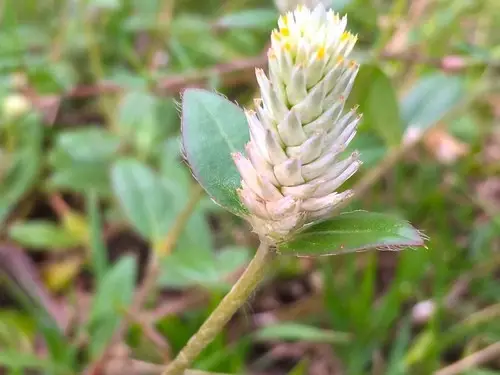 Arrasa con todo (Gomphrena serrata) - PictureThis