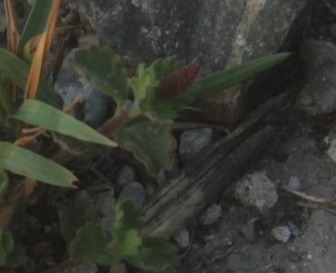 How to Grow and Care for Round copperleaf