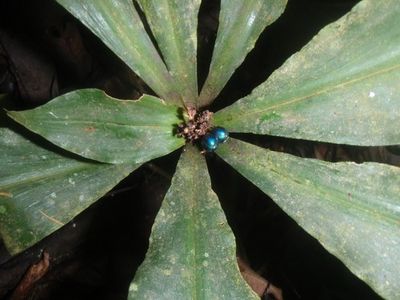 How to Grow and Care for Pollia condensata