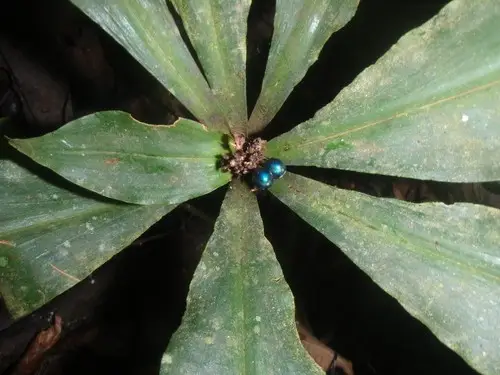 Pollia condensata - PictureThis