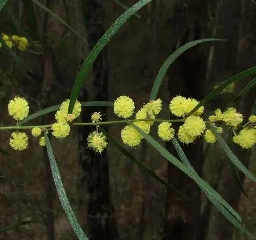 Cinnamon wattle (Acacia leprosa) Flower, Leaf, Care, Uses - PictureThis