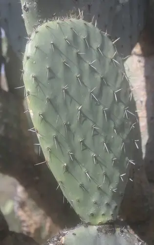 Nopal de espinas lacias (Opuntia lasiacantha) - PictureThis