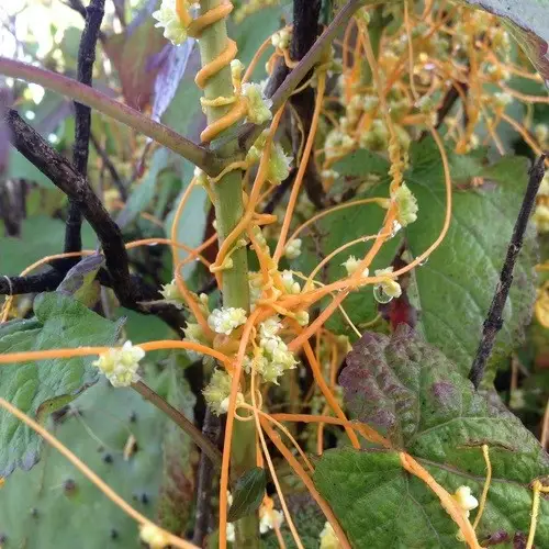 Cizaña (Cuscuta corymbosa) - PictureThis