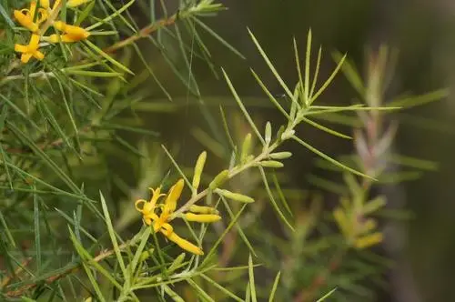 Persoonia juniperina - PictureThis