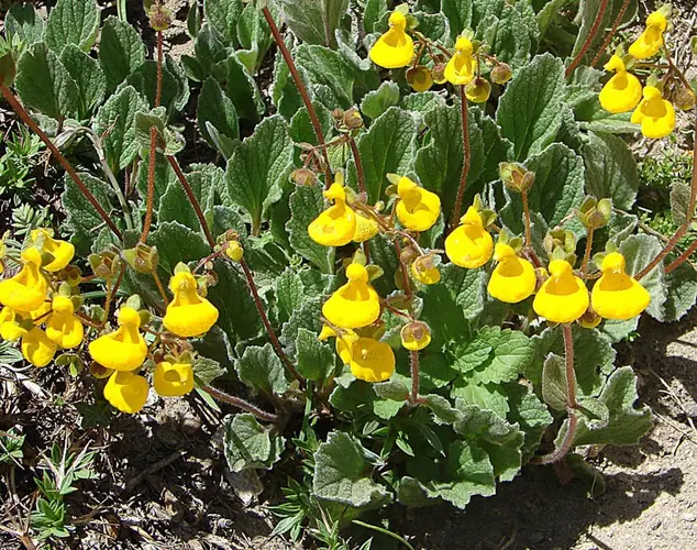 Calceolaria biflora - PictureThis