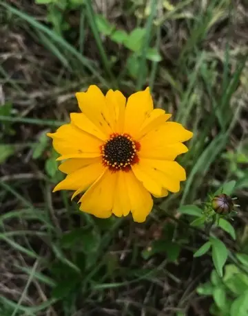 How to Plant and Grow Goldenmane Tickseed(Coreopsis basalis)