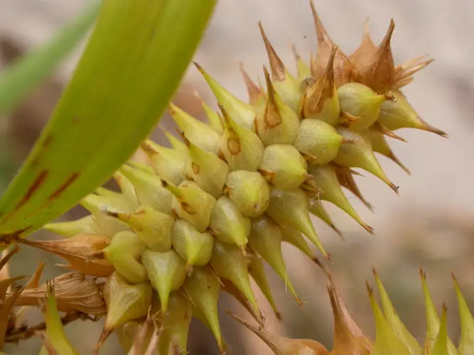 Retrorse juncia (Carex retrorsa) - PictureThis