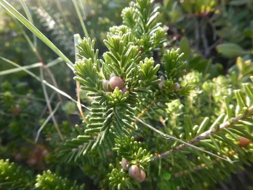 Corema album - PictureThis