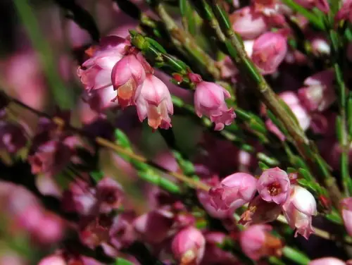 Erica tenuifolia Flower, Leaf, Care, Uses - PictureThis