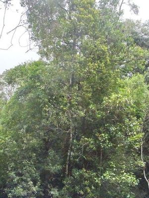 How to Grow and Care for Faurea macnaughtonii