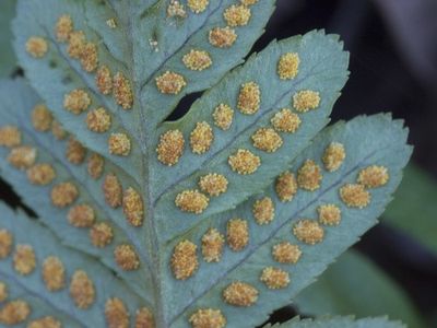 Polypodium calirhiza - PictureThis
