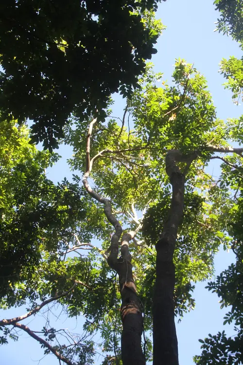 Bollo blanco (Pterocarpus officinalis) - PictureThis