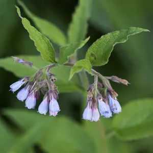 Where To Place Common comfrey In Feng Shui? (Characteristics, Direction ...