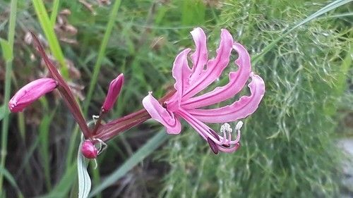 Nerine humilis - PictureThis