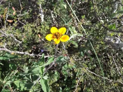 Mozote amarillo (Sclerocarpus uniserialis) - PictureThis
