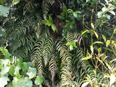 How to Grow and Care for Icarus