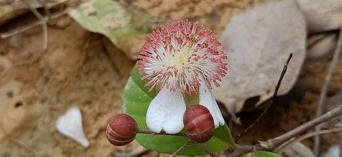 How to Grow and Care for Sandpaper vine