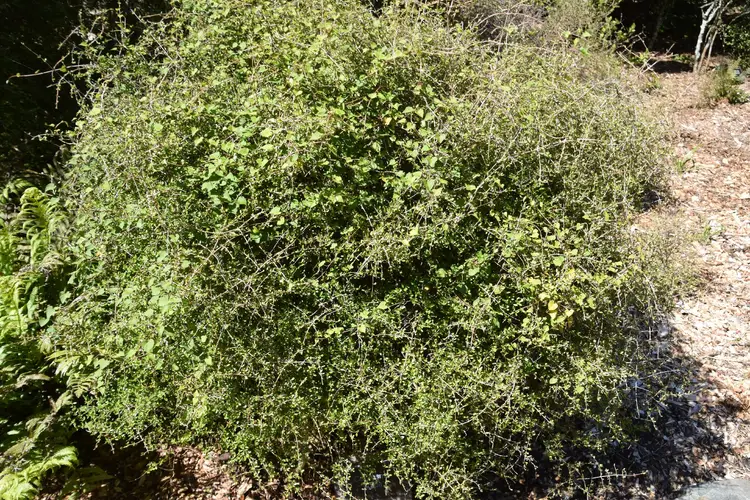 Stiff karamu (Coprosma rigida) Flower, Leaf, Care, Uses - PictureThis