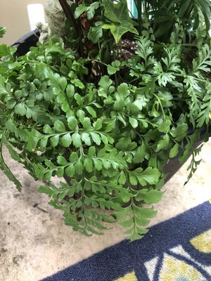 Asplenium obovatum - PictureThis