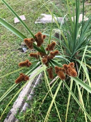 How to Grow and Care for Round-headed cyperus