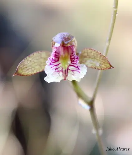 Bletia ensifolia - PictureThis