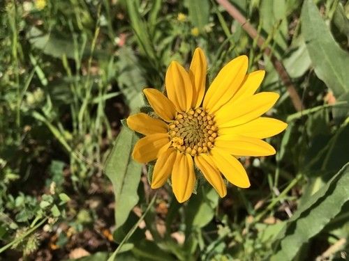 What Causes Issues in Narrowleaf Mule Ears?